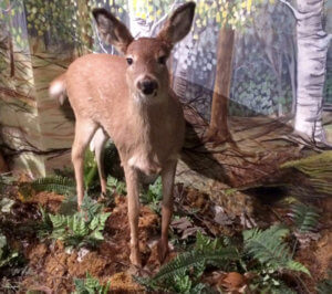 Exhibits - Lakeshore Museum Center